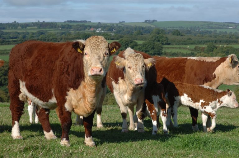 Een kijkje in het leven van onze runderen - Rundvlees - StoerVlees.com